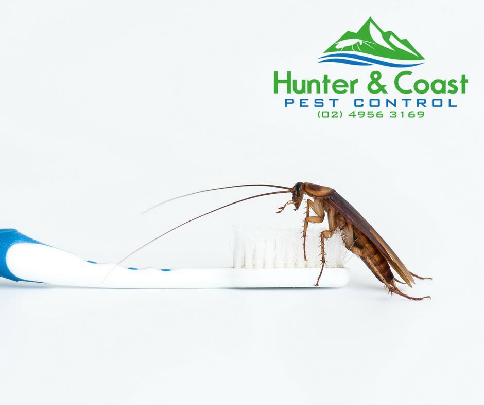 Cockroach Control - Hunter & Coast Pest Control